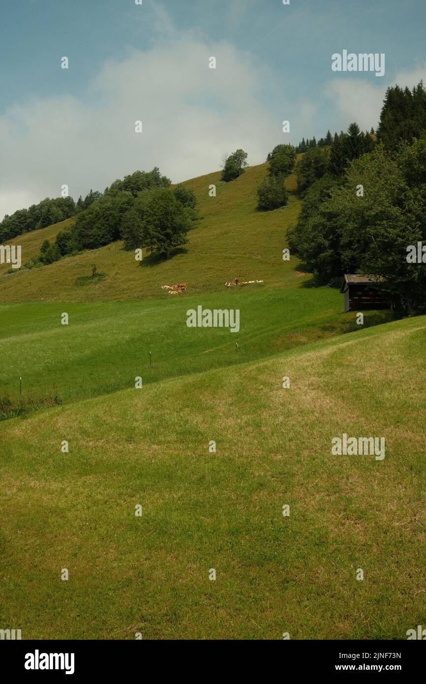 A vertical shot of a green field with grazing cattle. Hutten, Leogang ...