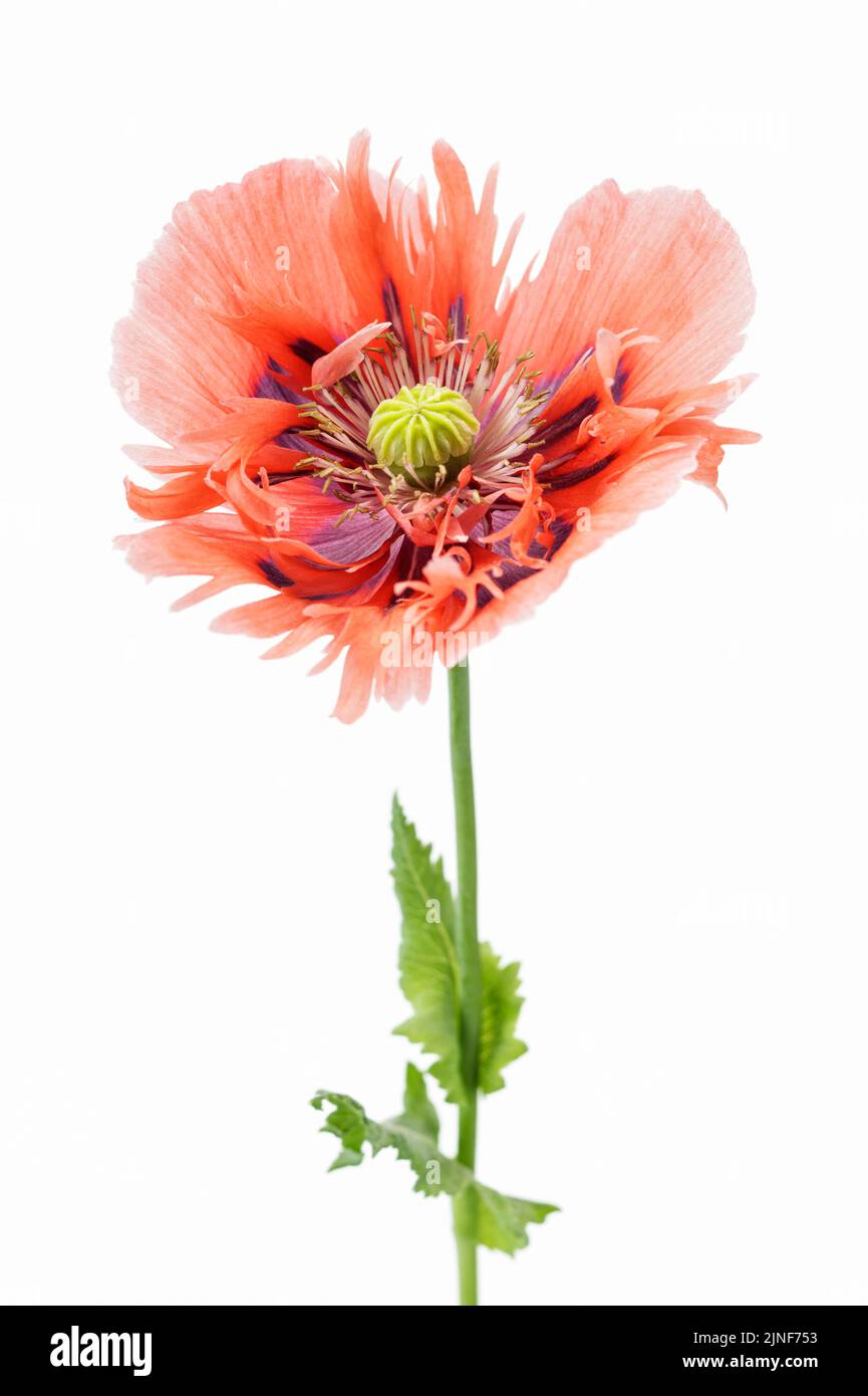 Growing in border Cut Out Stock Images & Pictures - Alamy