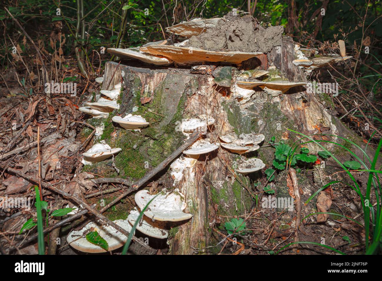 Rotting tree stump with mushrooms . Tree Polyporus Fungus Stock Photo ...