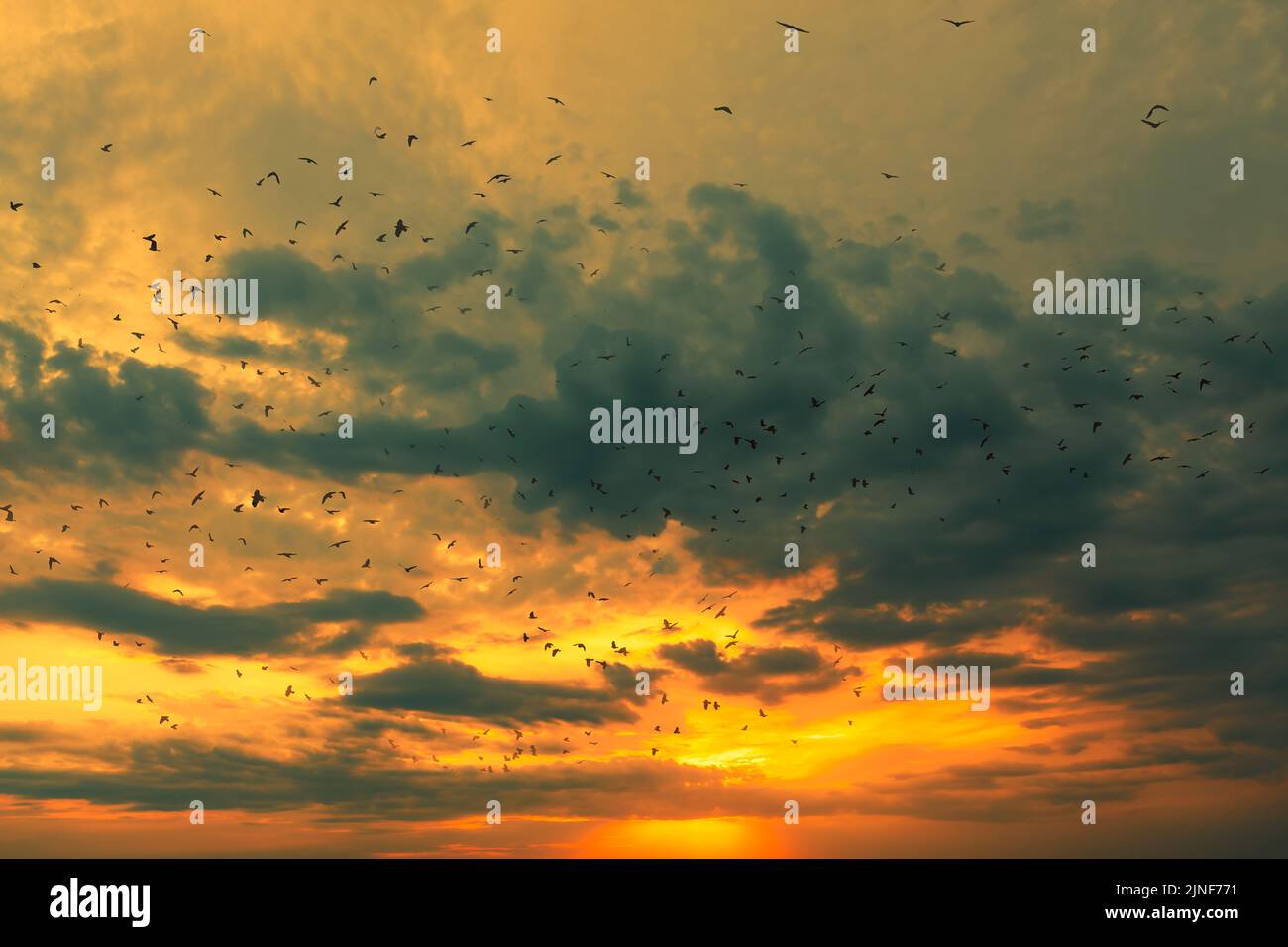 Birds flying in the twilight . Flock on the evening sky . Vibrant ...