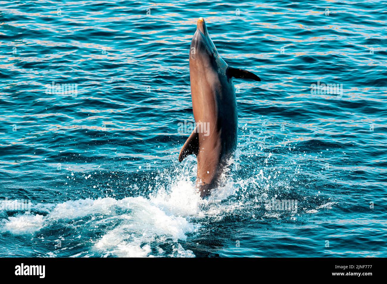 Bottlenose dolphin jumping out of water hi-res stock photography and ...