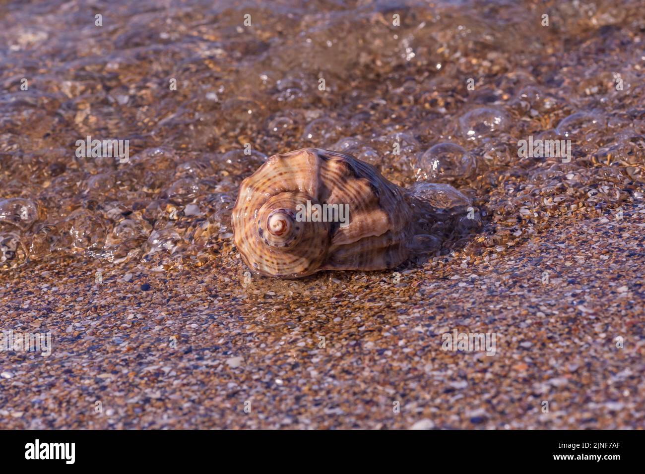 Seashell surf close up hi-res stock photography and images - Alamy