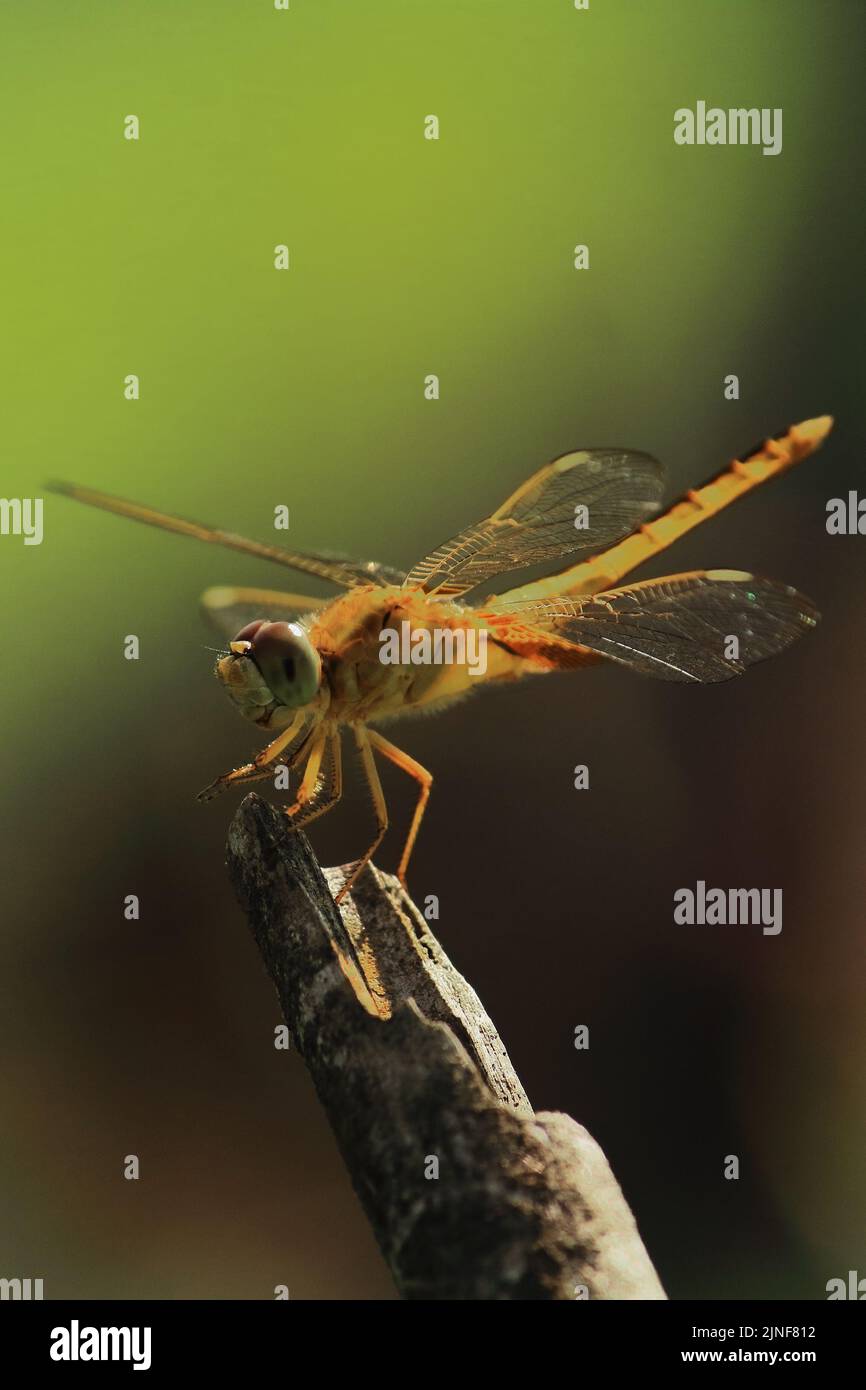 a ditch jewel dragonfly (brachythemis contaminata) sitting on a branch ...