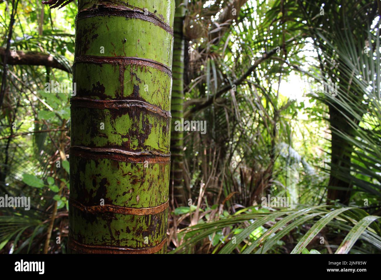 Biodiversity new zealand hi-res stock photography and images - Alamy