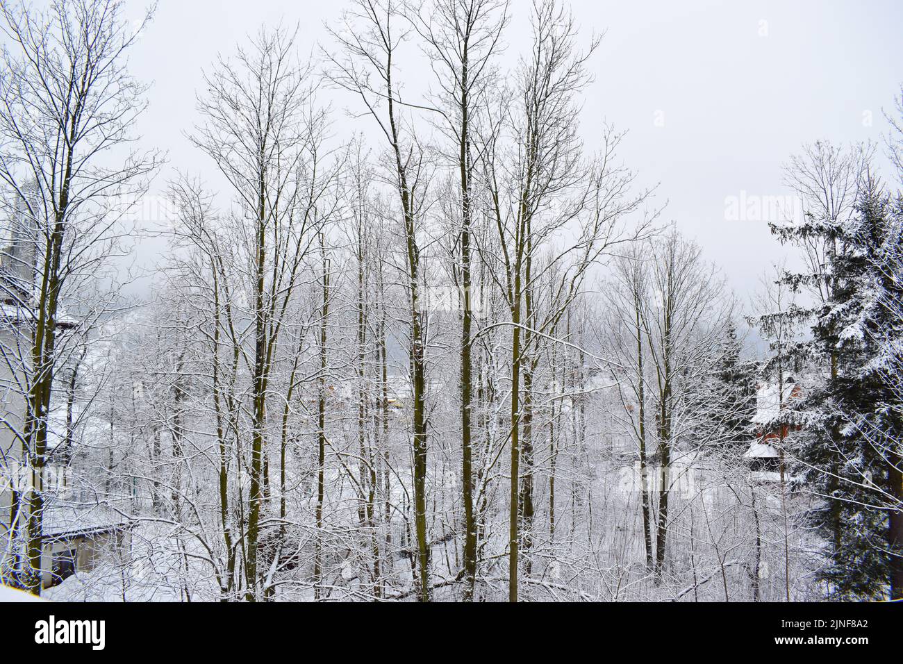 Winter Wonderland Snow Background Landscape Stock Photo - Alamy