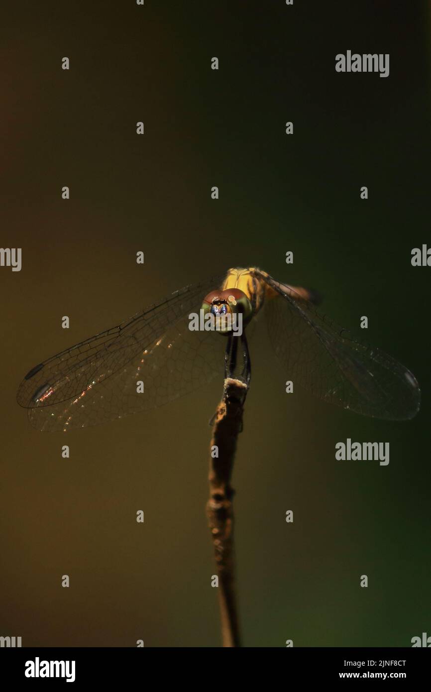 wandering glider (pantala flavescens) on a branch, tropical rainforest ...