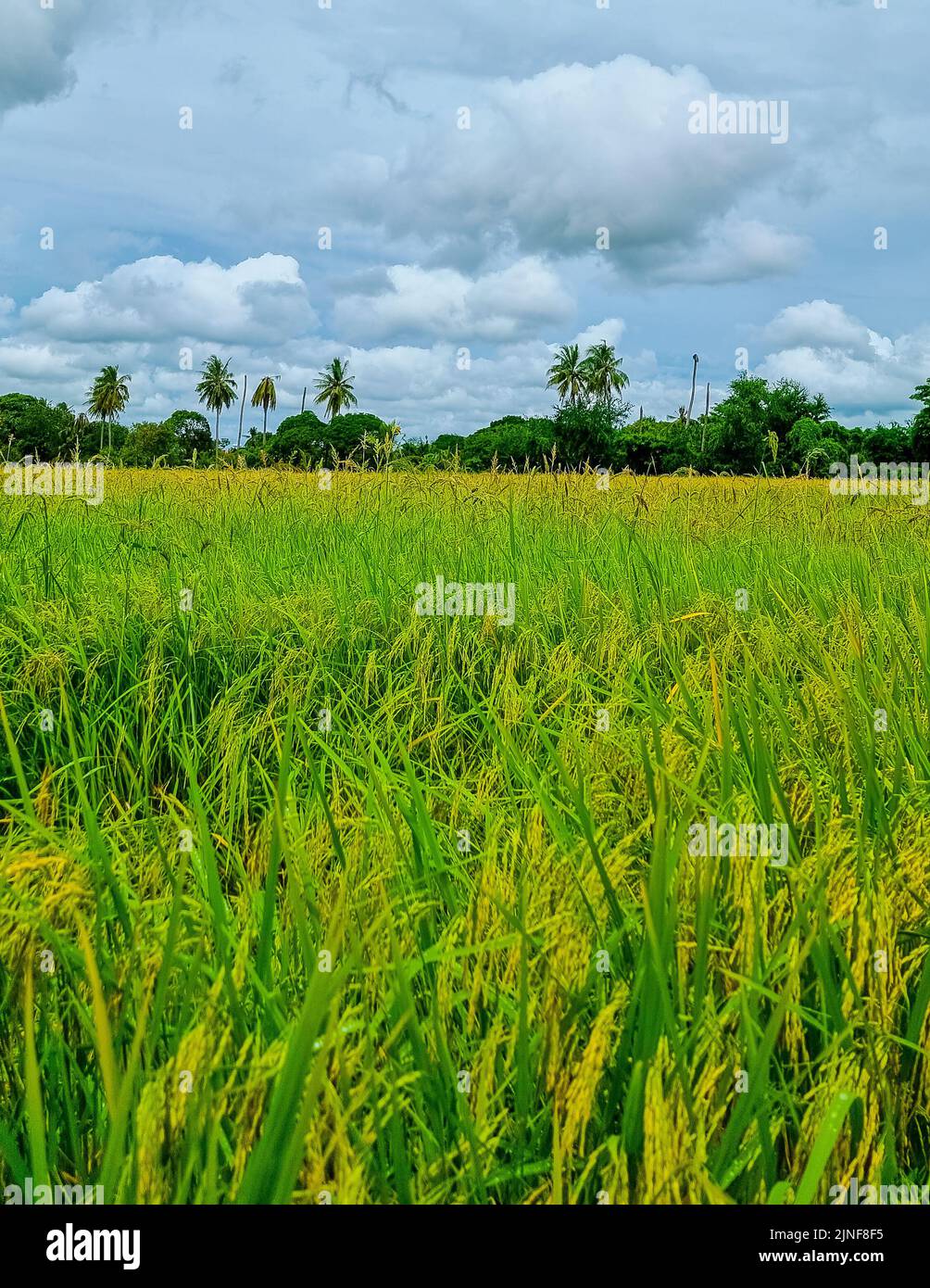 Rice field in central Thailand, paddy field of rice during rain monsoon ...