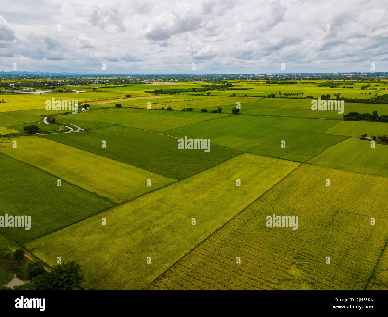 Rice field in central Thailand, paddy field of rice during rain monsoon ...