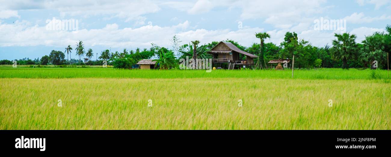 Eco farm homestay with a rice field in central Thailand, paddy field of ...