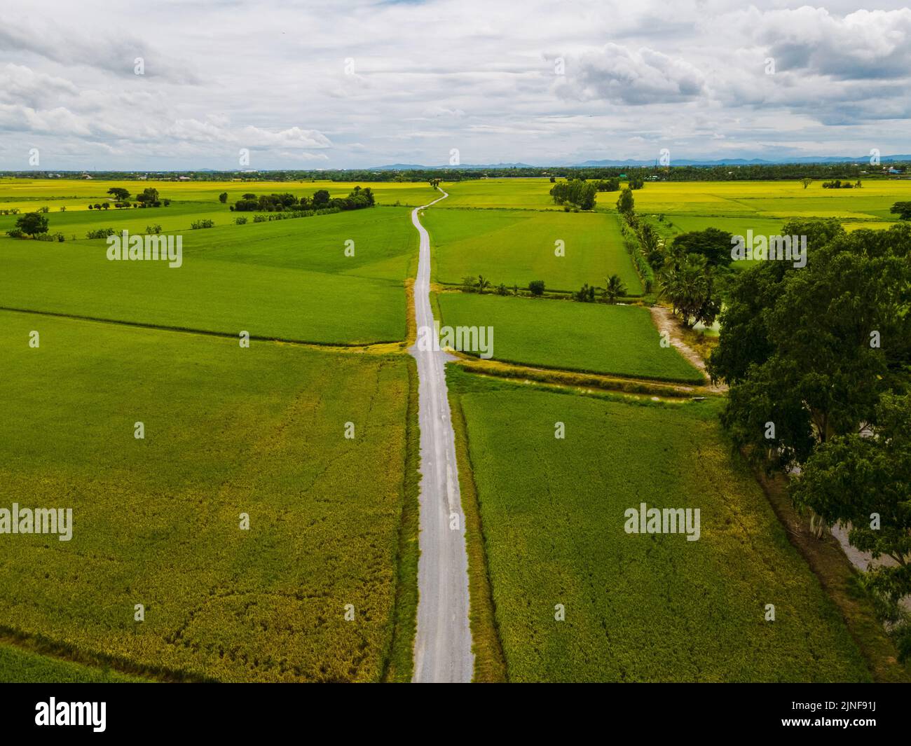 Rice field in central Thailand, paddy field of rice during rain monsoon ...
