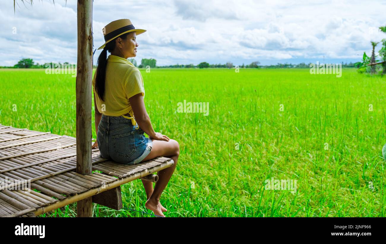 Eco farm homestay with a rice field in central Thailand, paddy field of ...