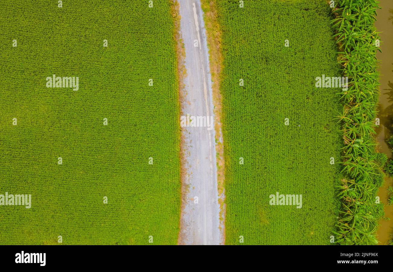 Rice field in central Thailand, paddy field of rice during rain monsoon ...