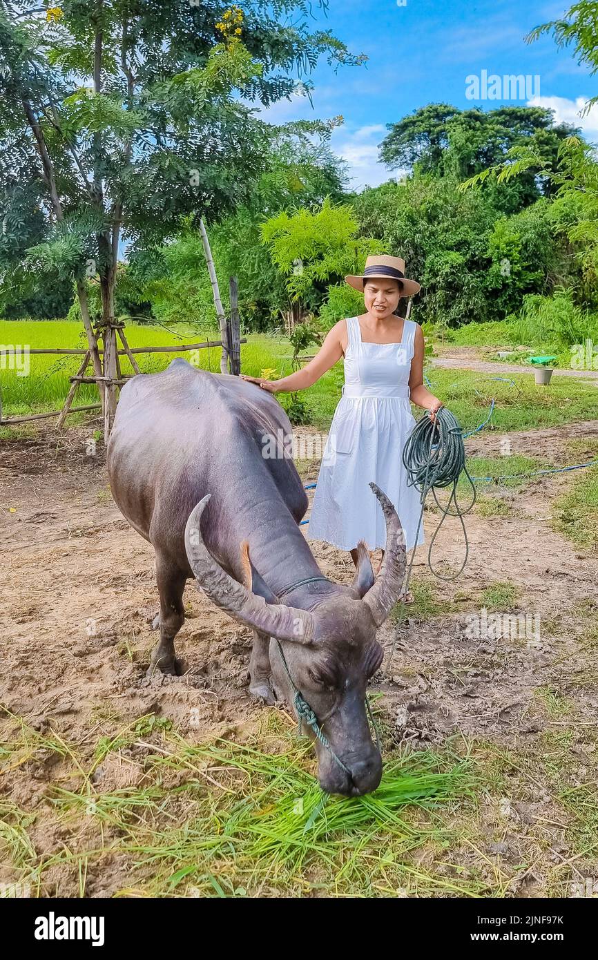 Eco farm homestay with a rice field in central Thailand, paddy field of ...