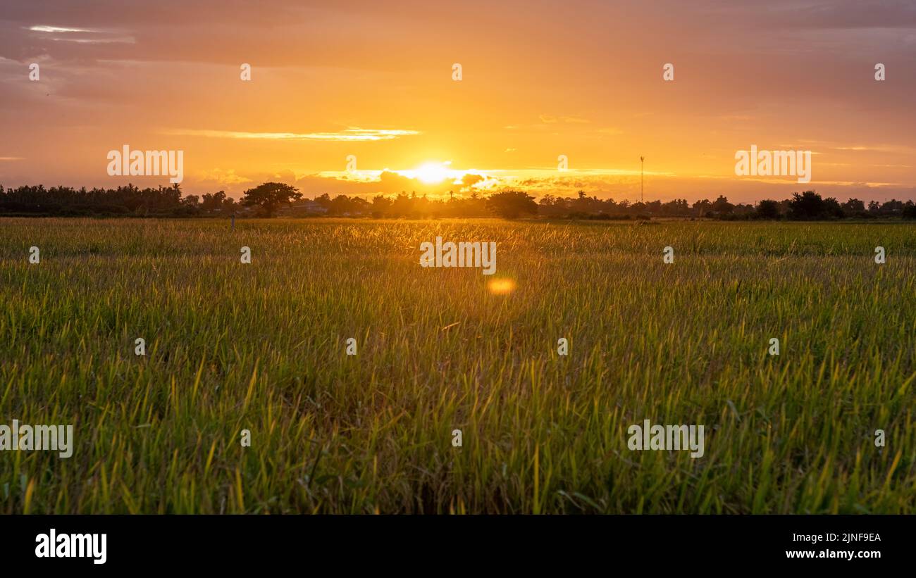 Rice field in central Thailand, paddy field of rice during rain monsoon ...
