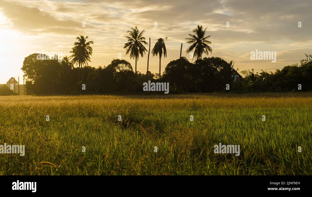 Rice field in central Thailand, paddy field of rice during rain monsoon ...
