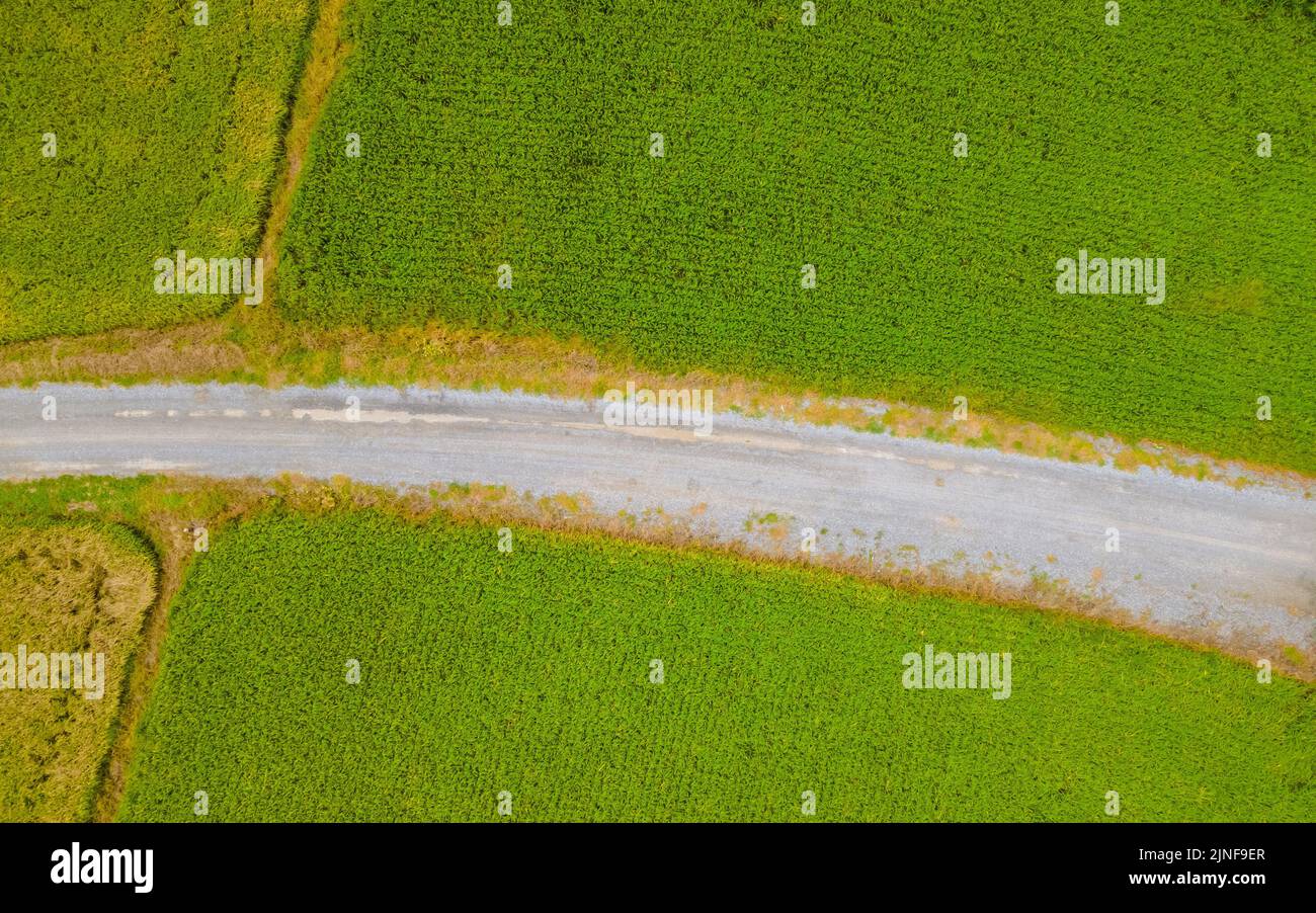 Rice field in central Thailand, paddy field of rice during rain monsoon ...
