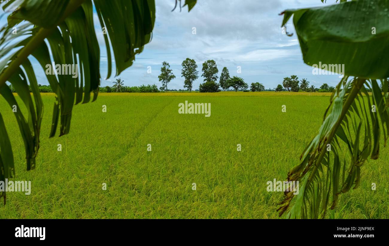Rice field in central Thailand, paddy field of rice during rain monsoon ...