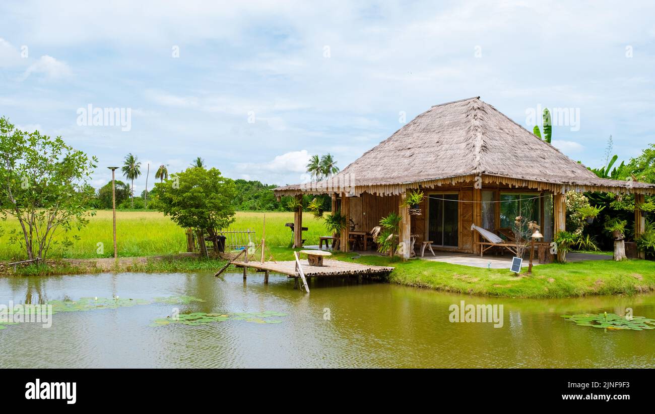 Eco farm homestay with a rice field in central Thailand, paddy field of ...
