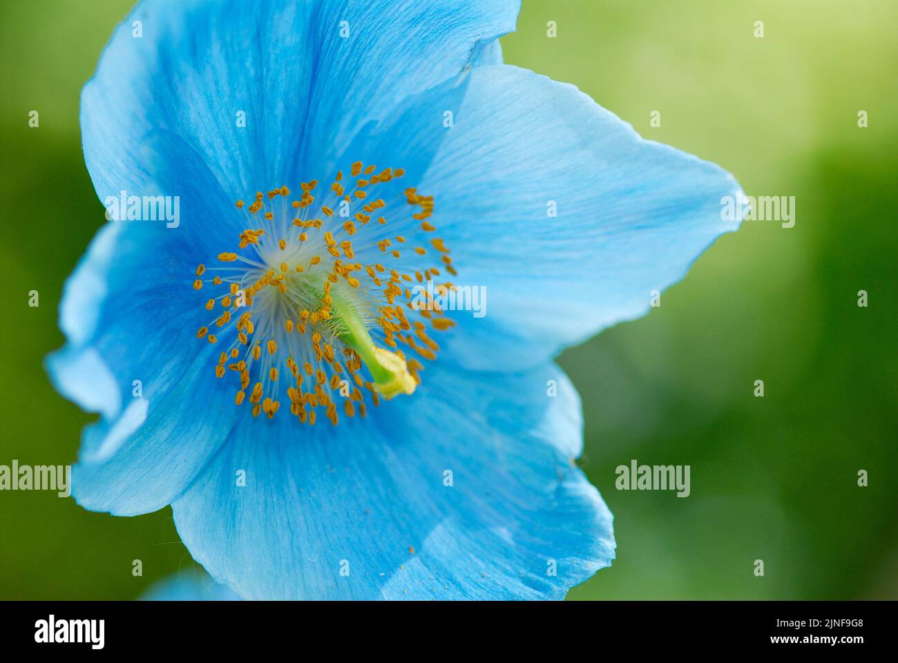 Beautiful Himalayan Blue Poppy Flower, Meconopsis betonicifolia, Poppy ...