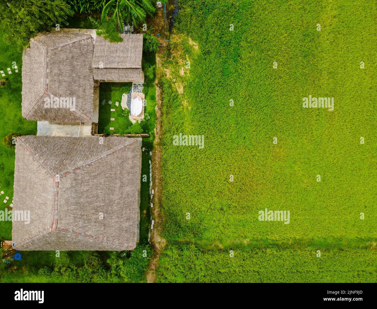 Eco farm homestay with a rice field in central Thailand, paddy field of ...