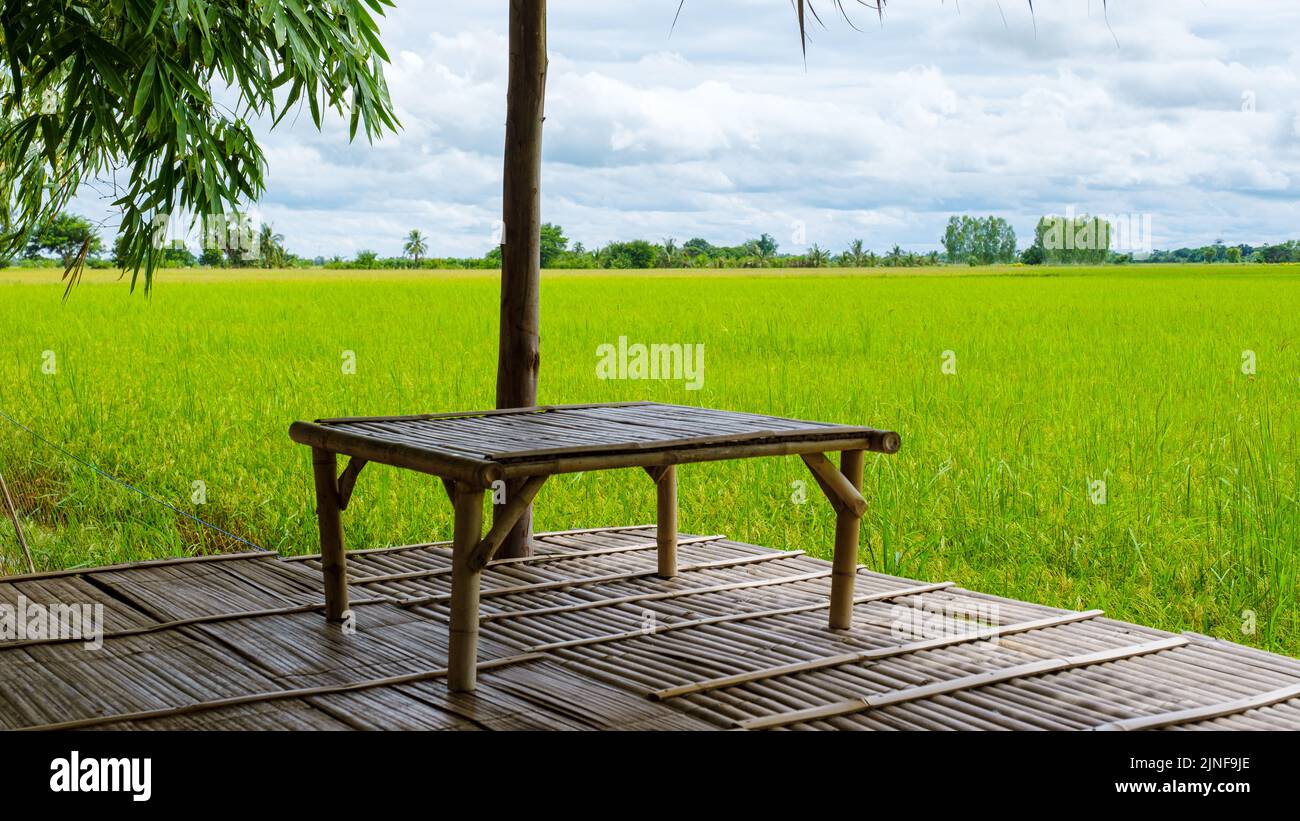 Eco farm homestay with a rice field in central Thailand, paddy field of ...