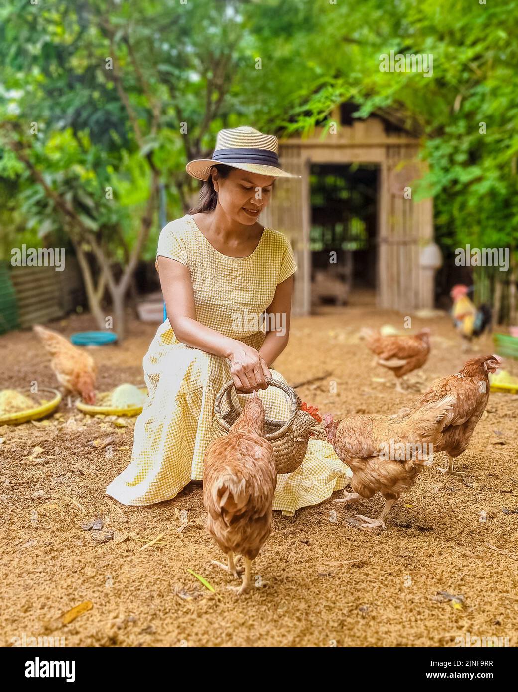 Eco farm homestay with a rice field in central Thailand, paddy field of ...