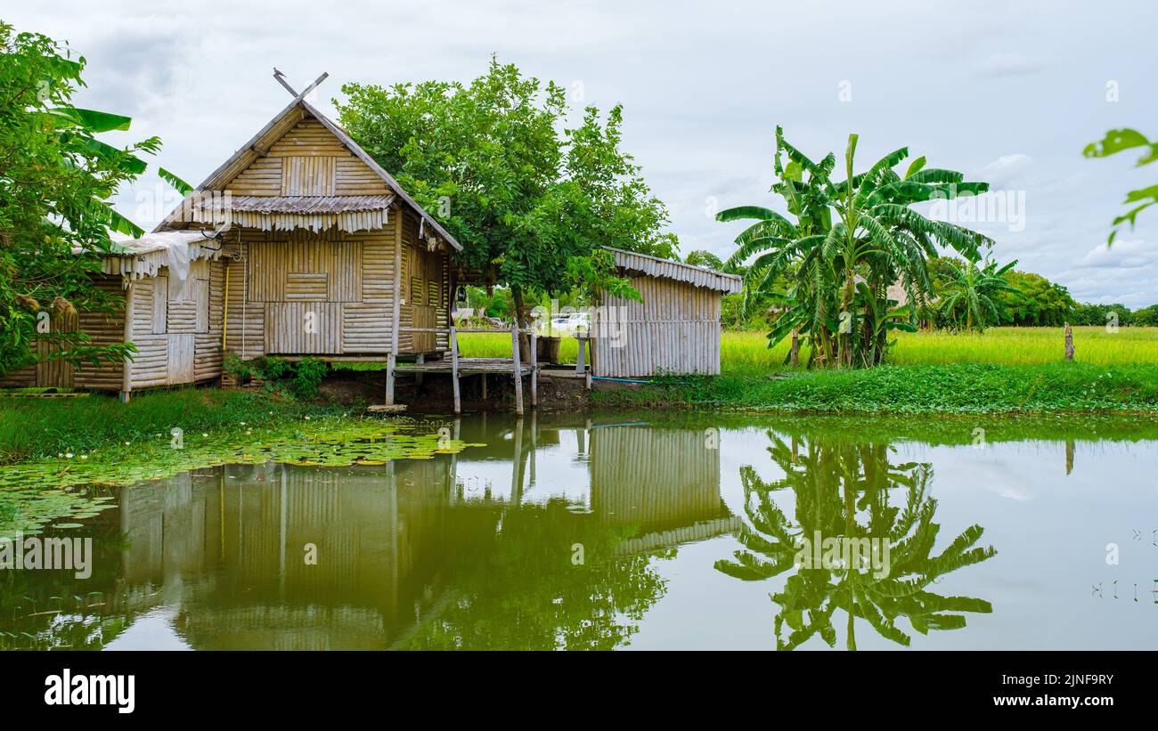 Eco farm homestay with a rice field in central Thailand, paddy field of ...