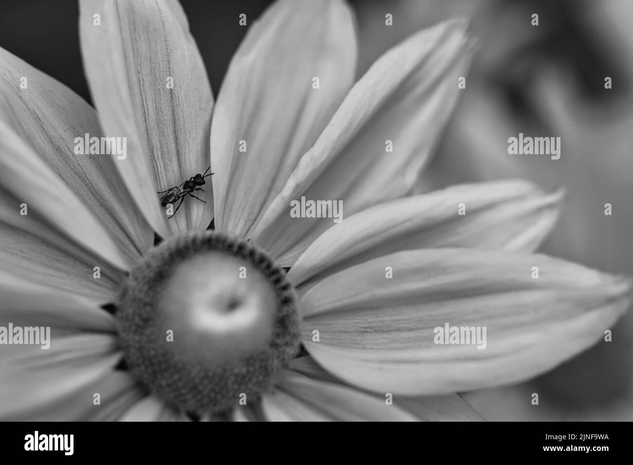 Insect sitting on plant Black and White Stock Photos & Images - Alamy