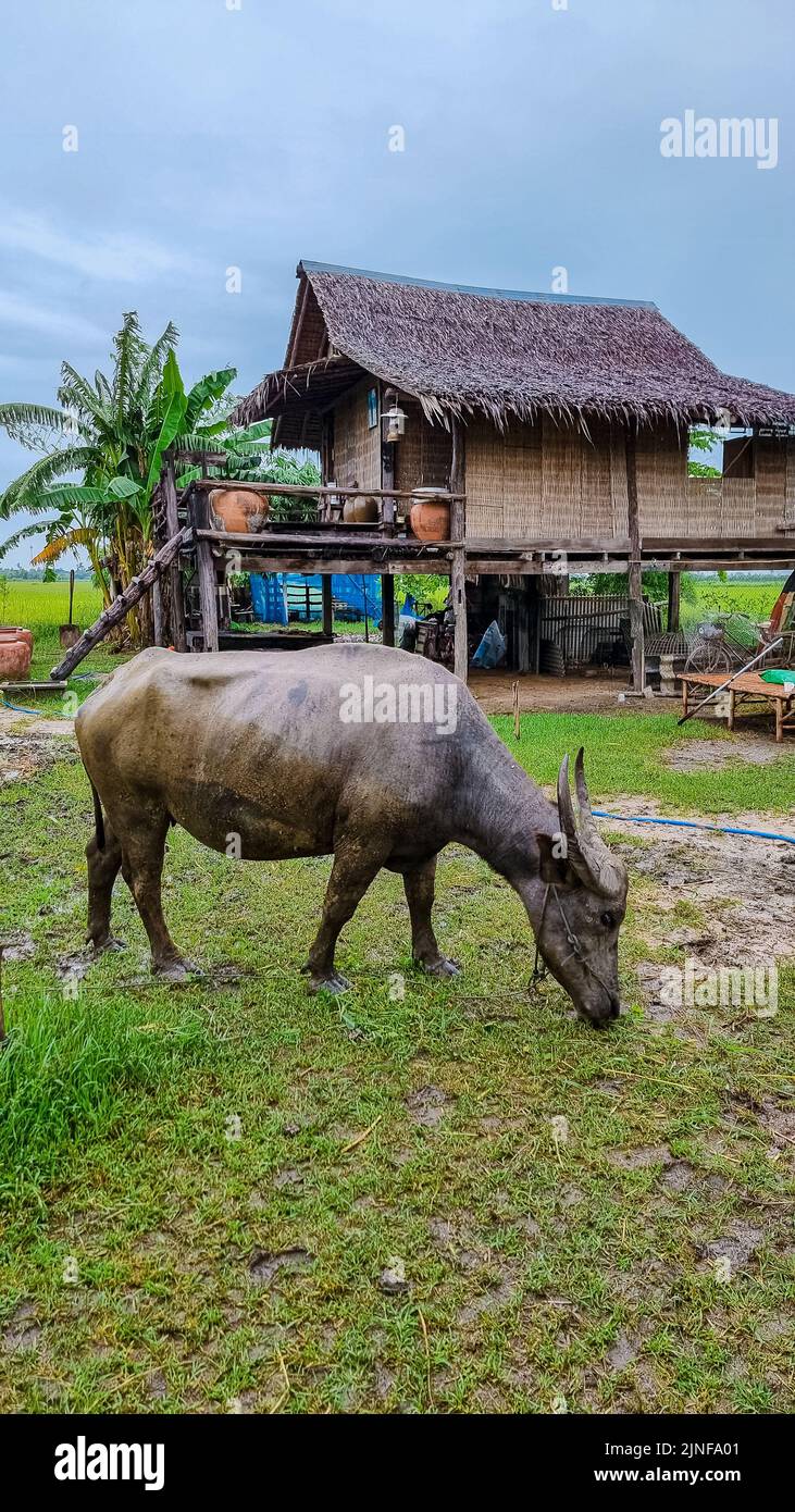Eco farm homestay with a rice field in central Thailand, paddy field of ...