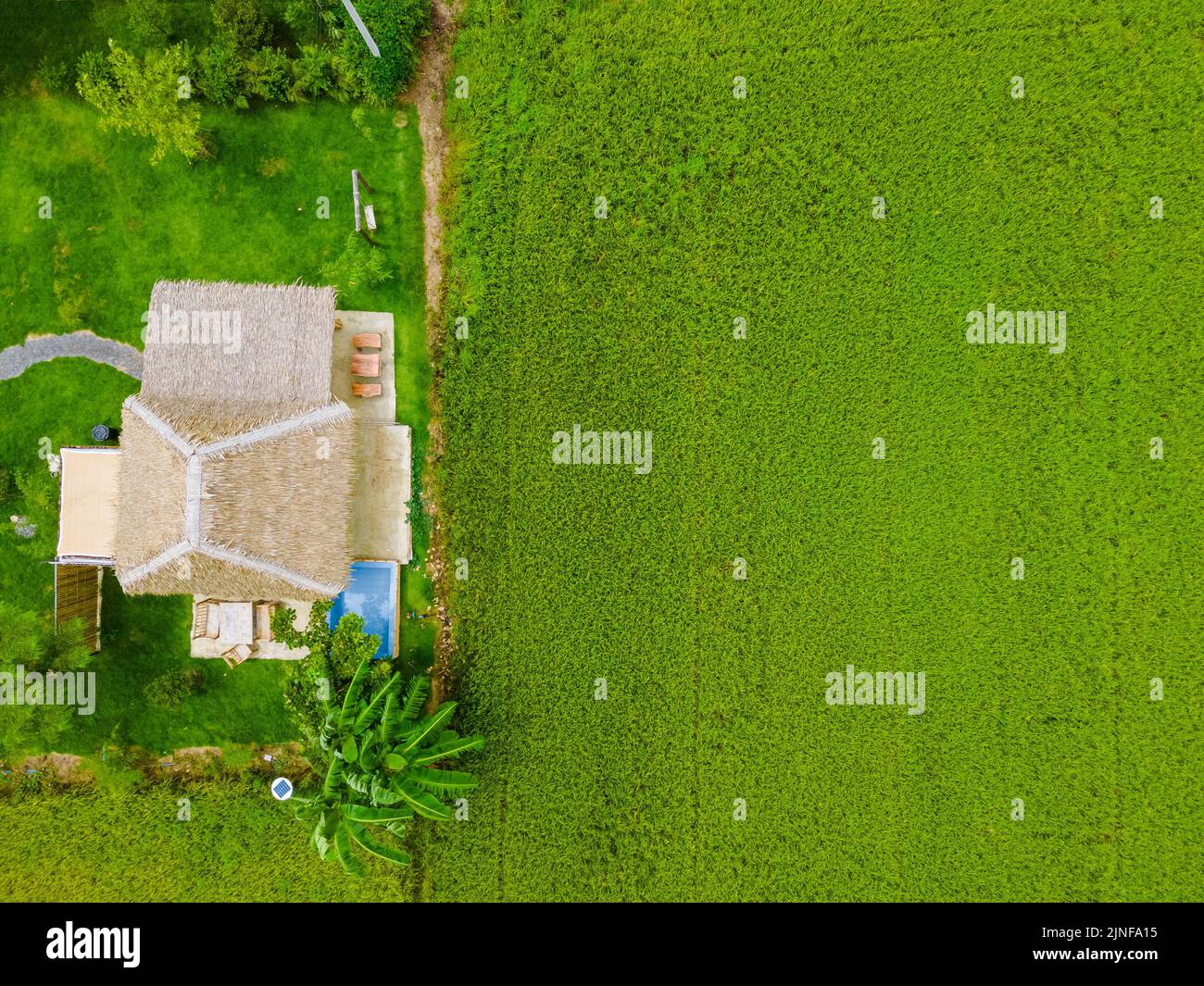 Eco farm homestay with a rice field in central Thailand, paddy field of ...