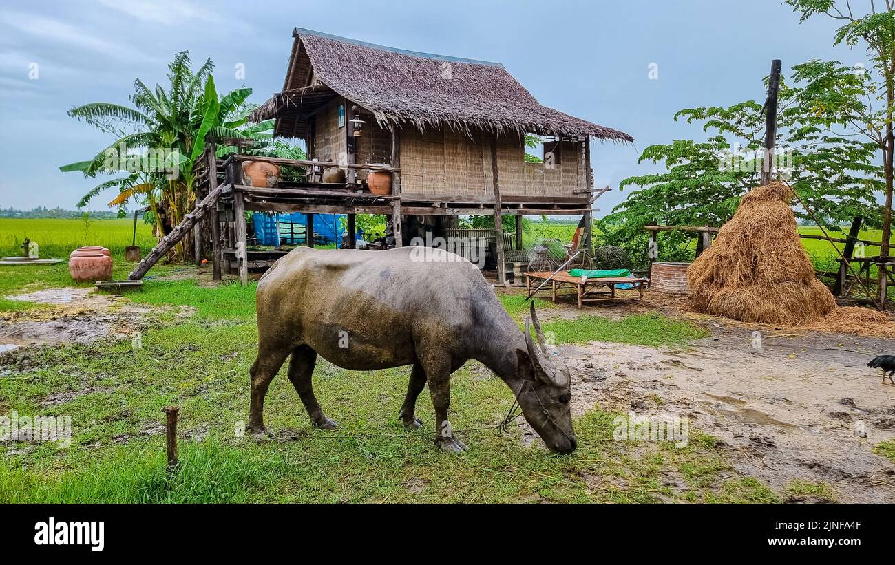 Eco farm homestay with a rice field in central Thailand, paddy field of ...