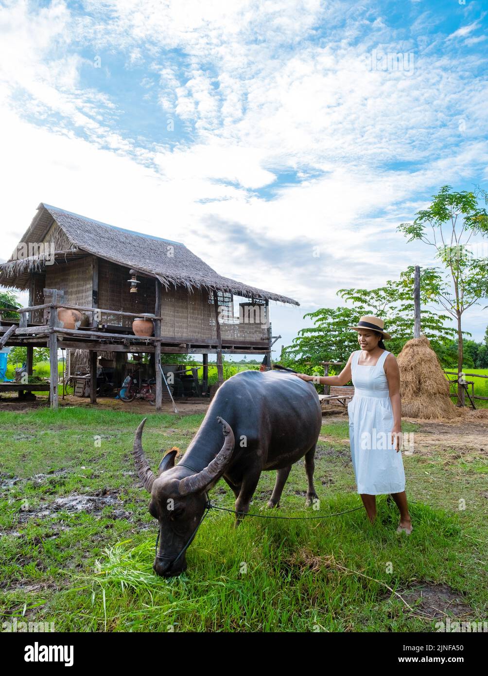 Eco farm homestay with a rice field in central Thailand, paddy field of ...