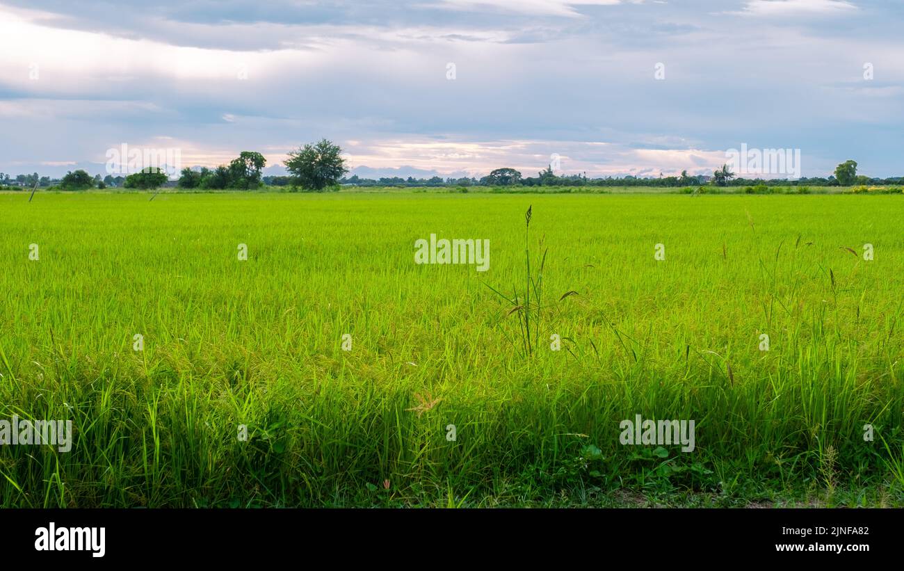 Rice field in central Thailand, paddy field of rice during rain monsoon ...