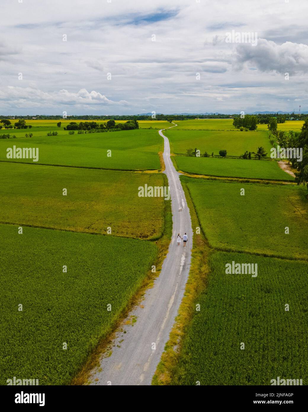 Drone aerial view of green paddy rice field in Thailand, men and woman ...