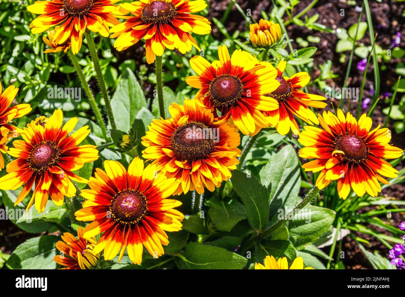 Rudbeckia Hirta, commonly called black eyed Susan bloom in the summer ...