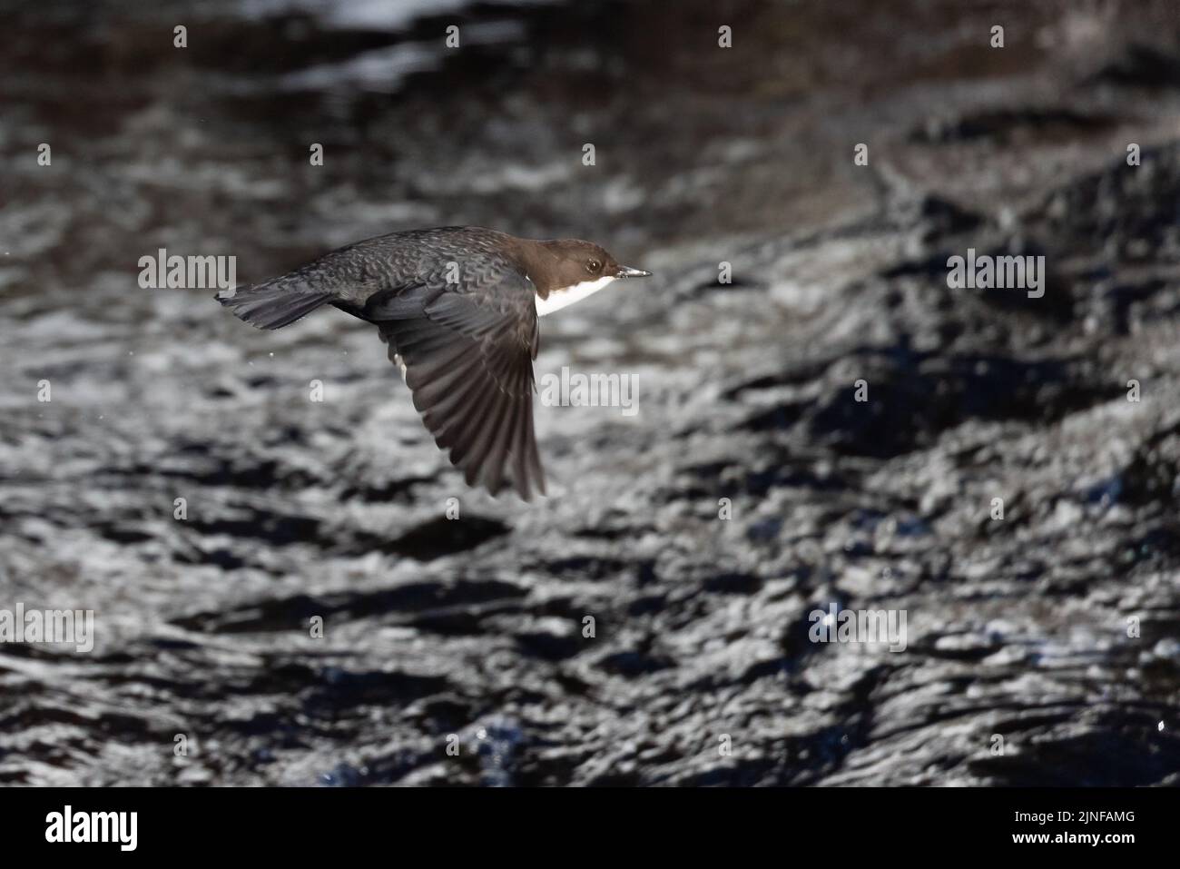 Dipper flying hi-res stock photography and images - Alamy