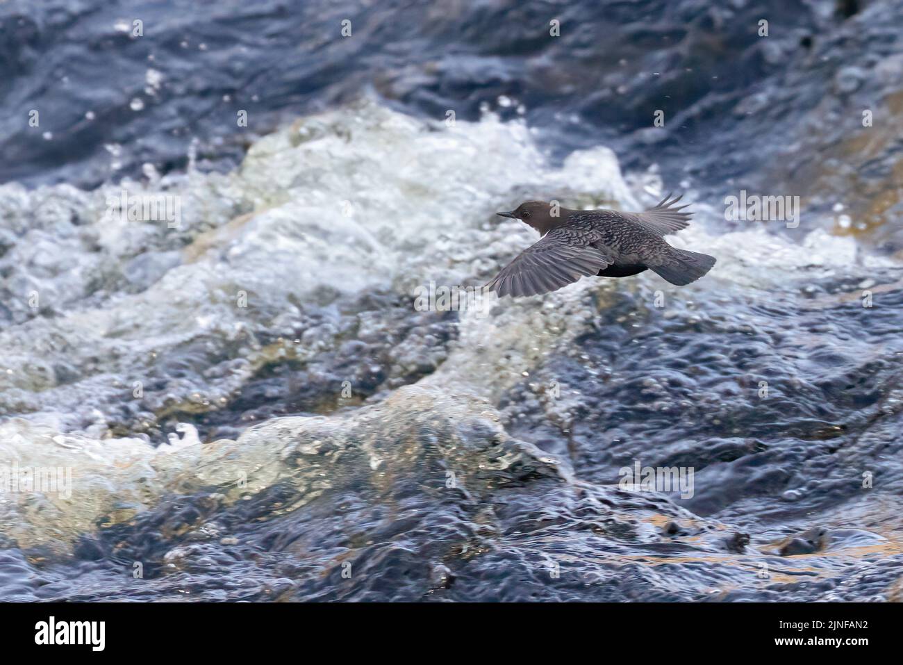 Flying dipper hi-res stock photography and images - Alamy