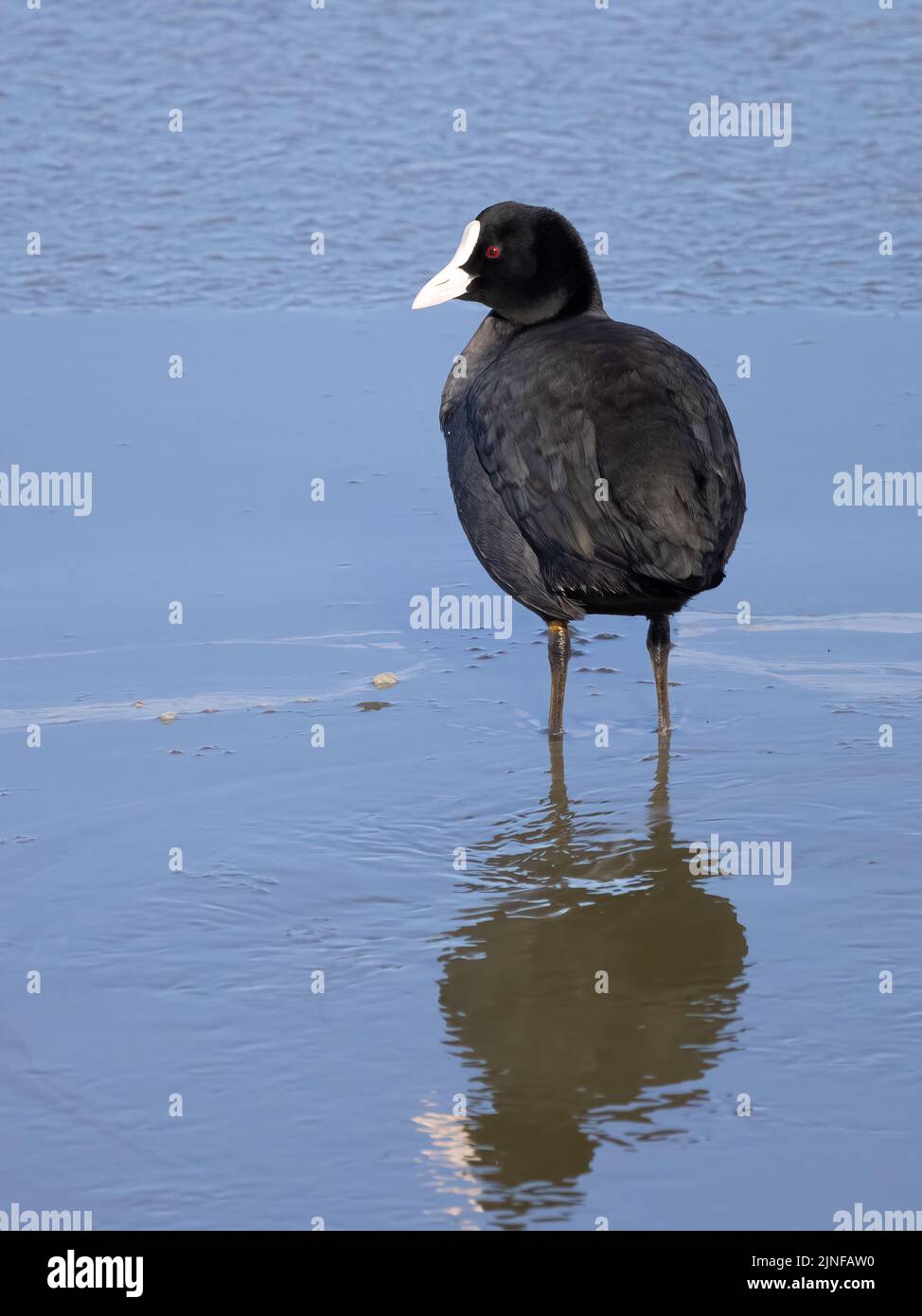 Black coot common eurasian hi-res stock photography and images - Alamy