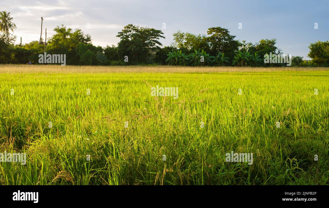 Rice field in central Thailand, paddy field of rice during rain monsoon ...