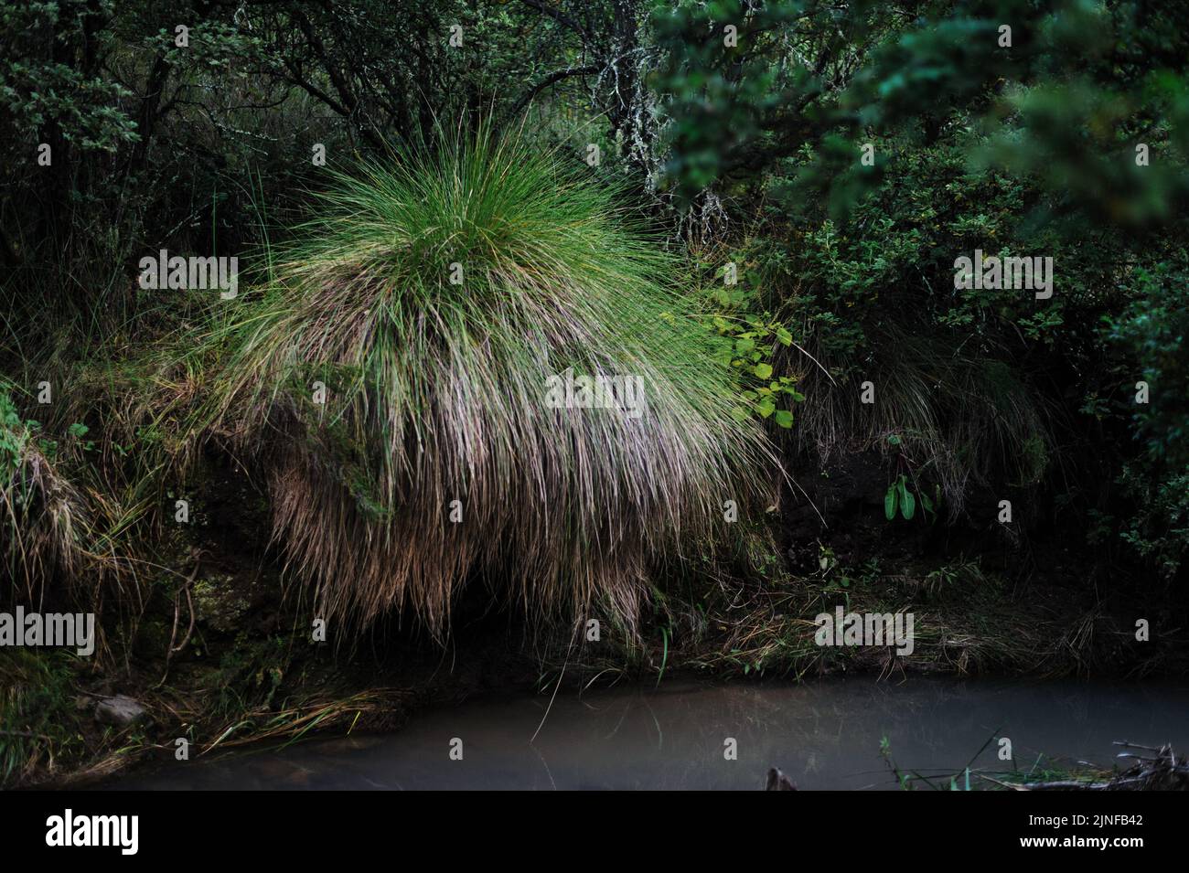 A grass tuft embedded by a mountain stream in South Africa's Kamberg ...