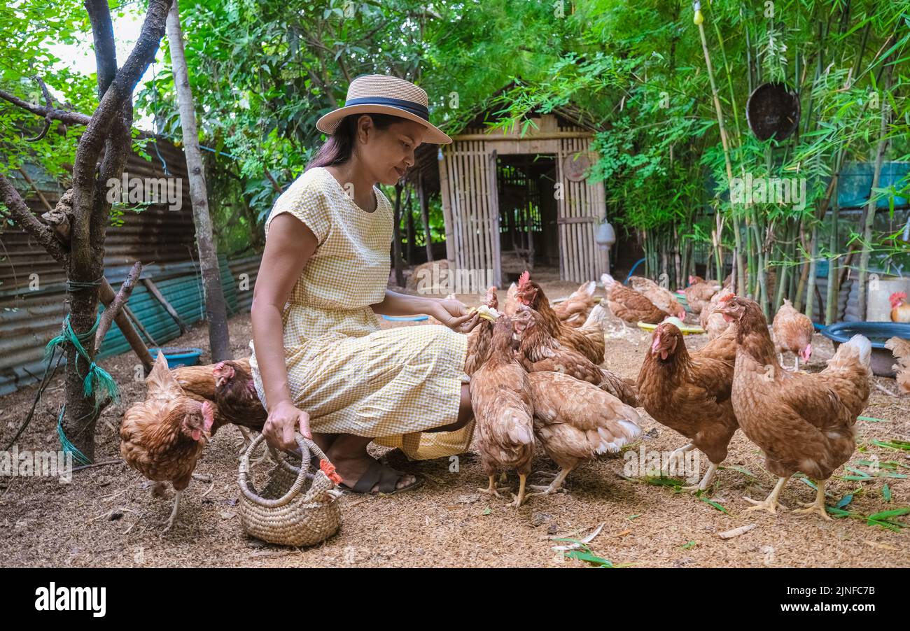Asian women at an Eco farm homestay feeding chicken at a farm in ...