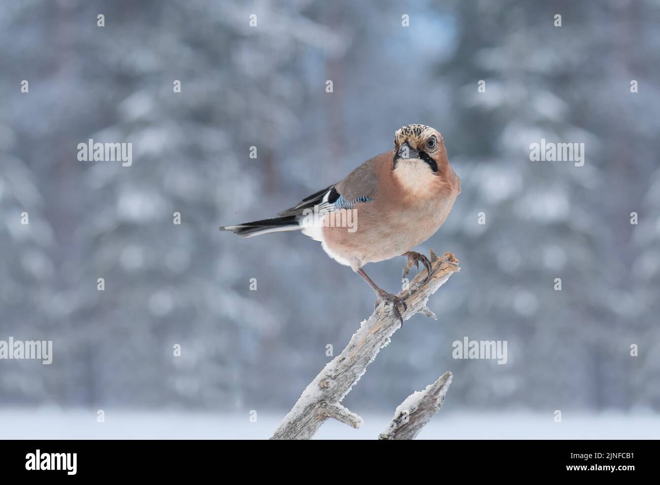 A common jay perching on a frosty tree stump with the snow-clad white ...