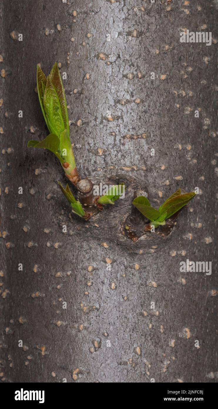 Tree growth structure hi-res stock photography and images - Alamy