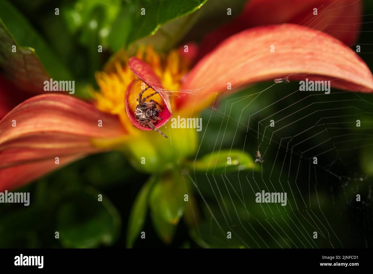 Flies caught in a spider web hi-res stock photography and images - Alamy