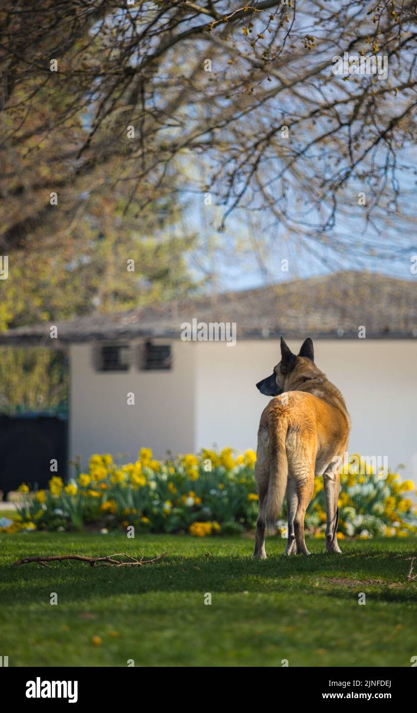 A back view of German shepherd standing and looking side Stock Photo ...