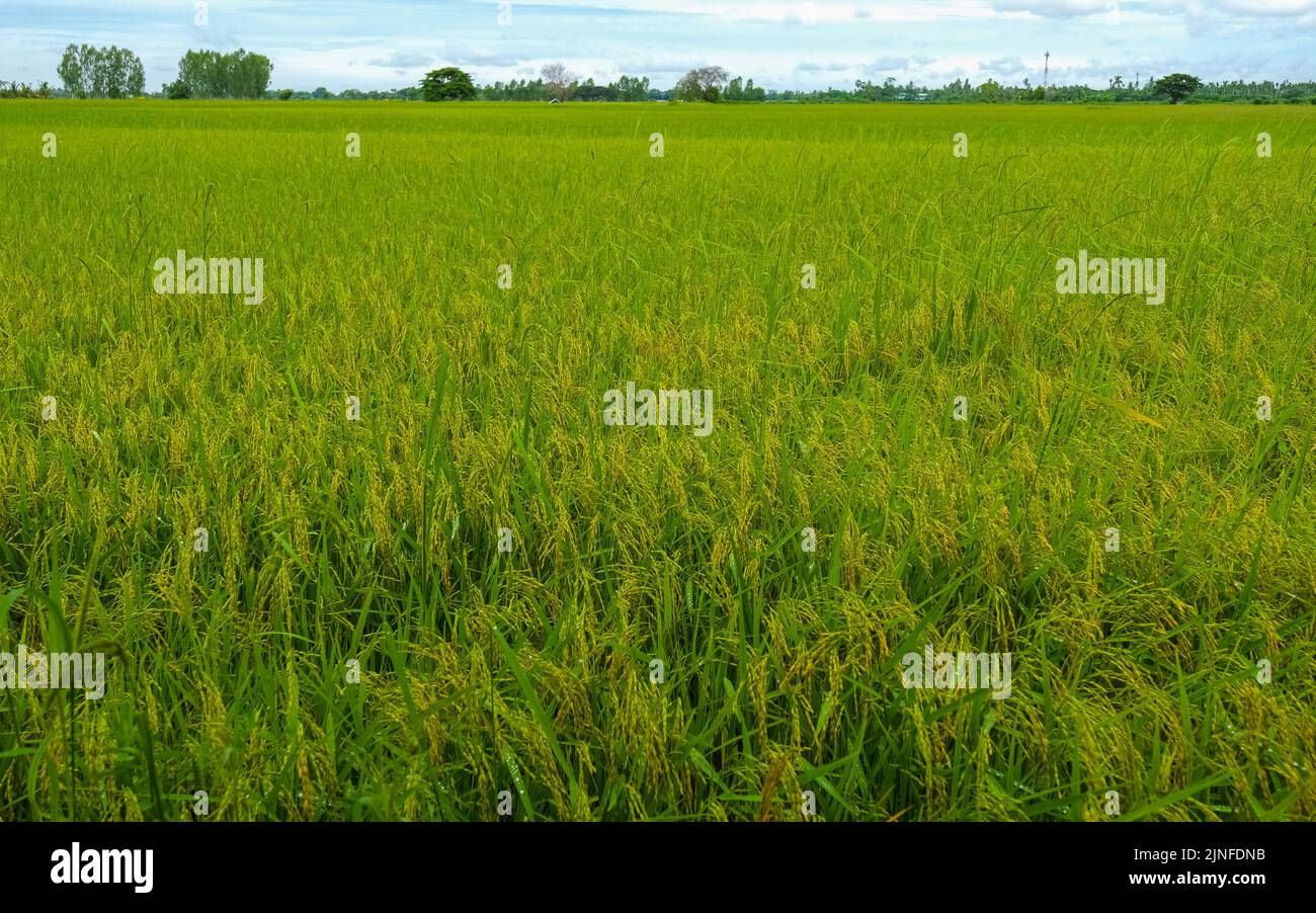 Rice field in central Thailand, paddy field of rice during rain monsoon ...