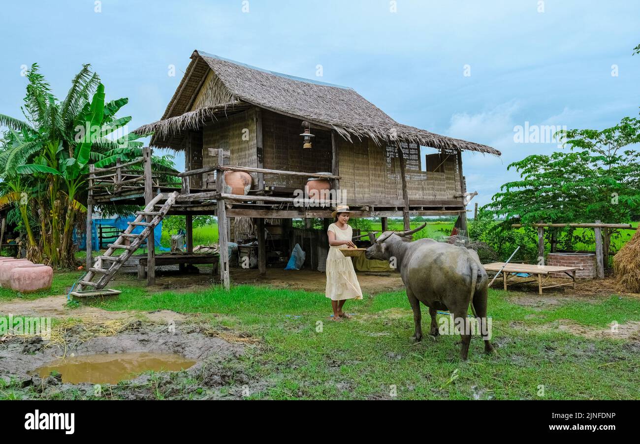 Eco farm homestay with a rice field in central Thailand, paddy field of ...