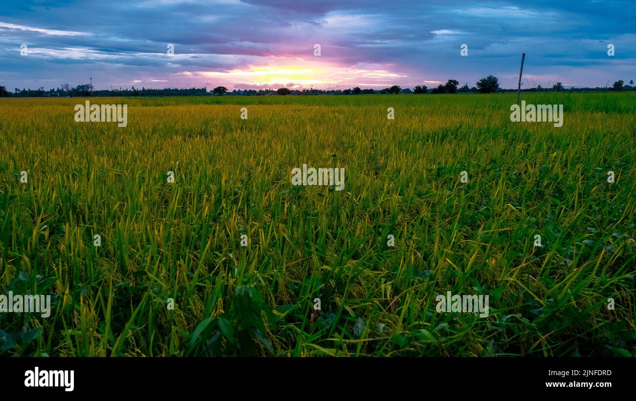 Rice field in central Thailand, paddy field of rice during rain monsoon ...