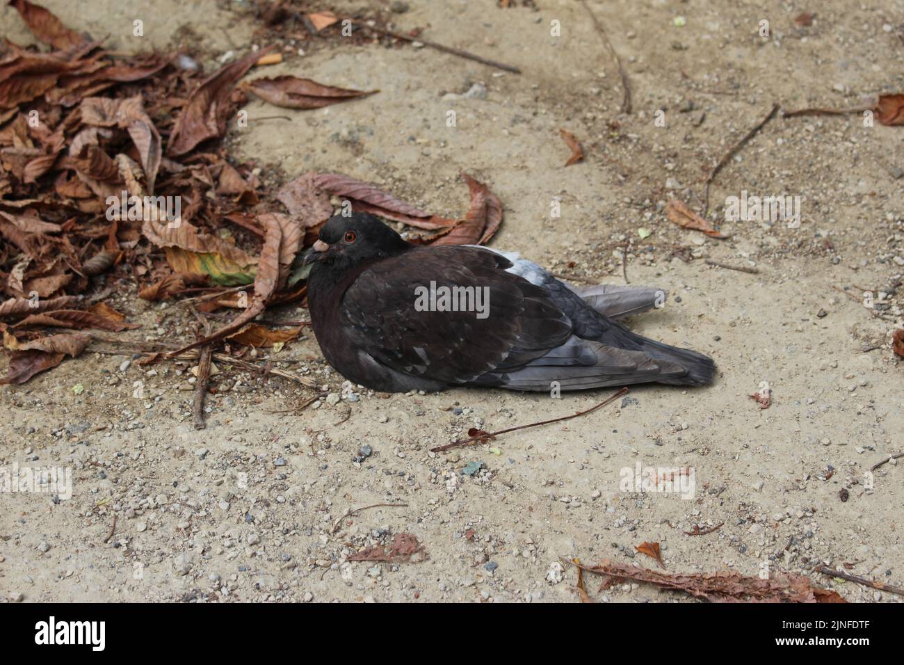 Pigeon relaxing and sitting on the ground in Tuileries Garden (Paris ...