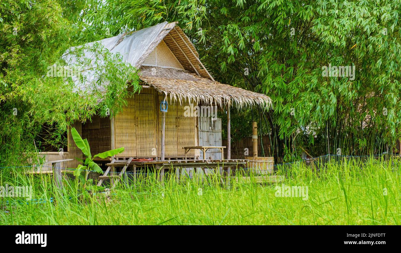 Eco farm homestay with a rice field in central Thailand, paddy field of ...